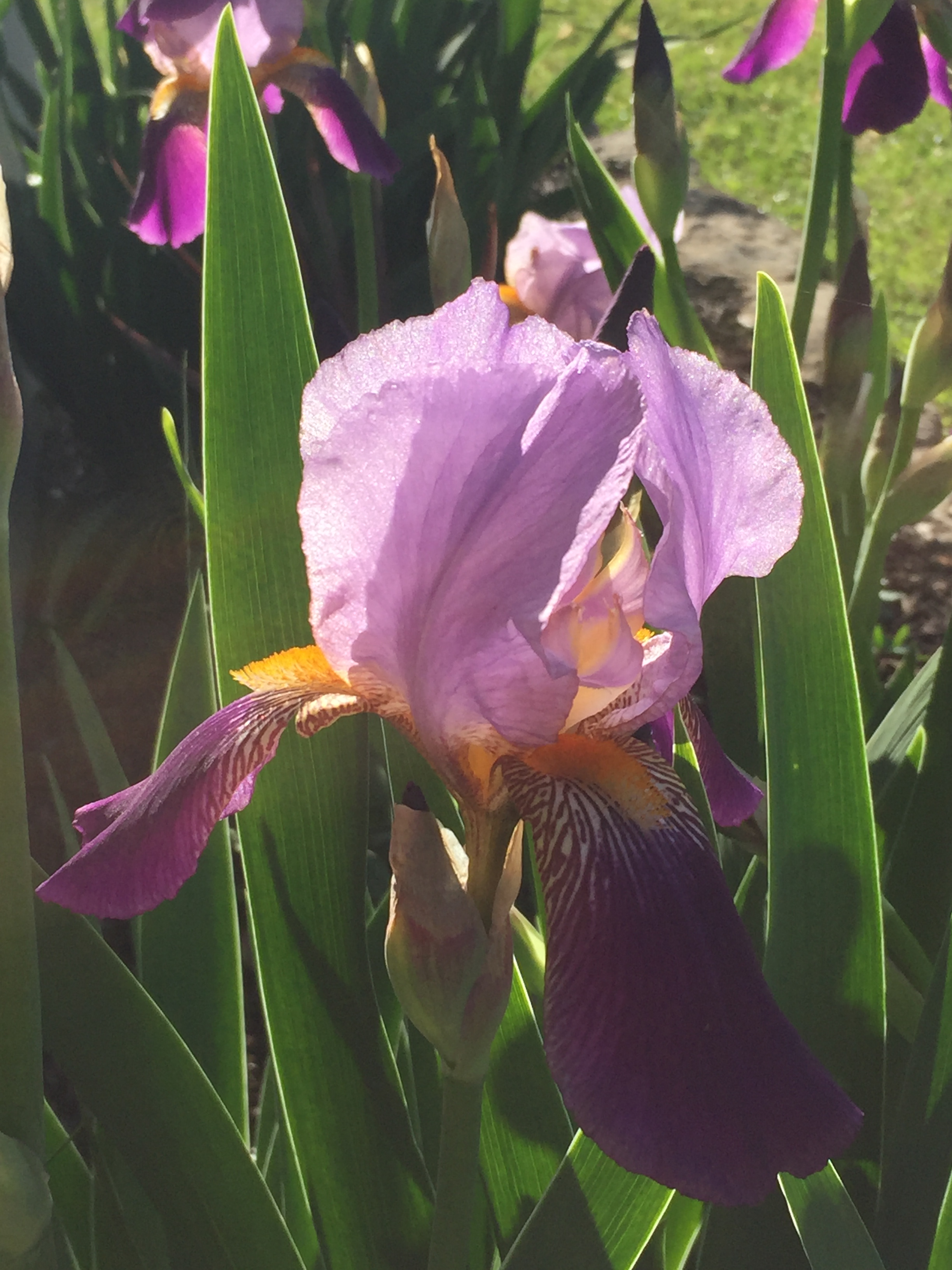 When It’s Iris Time in Tennessee – Rachel F. Jean