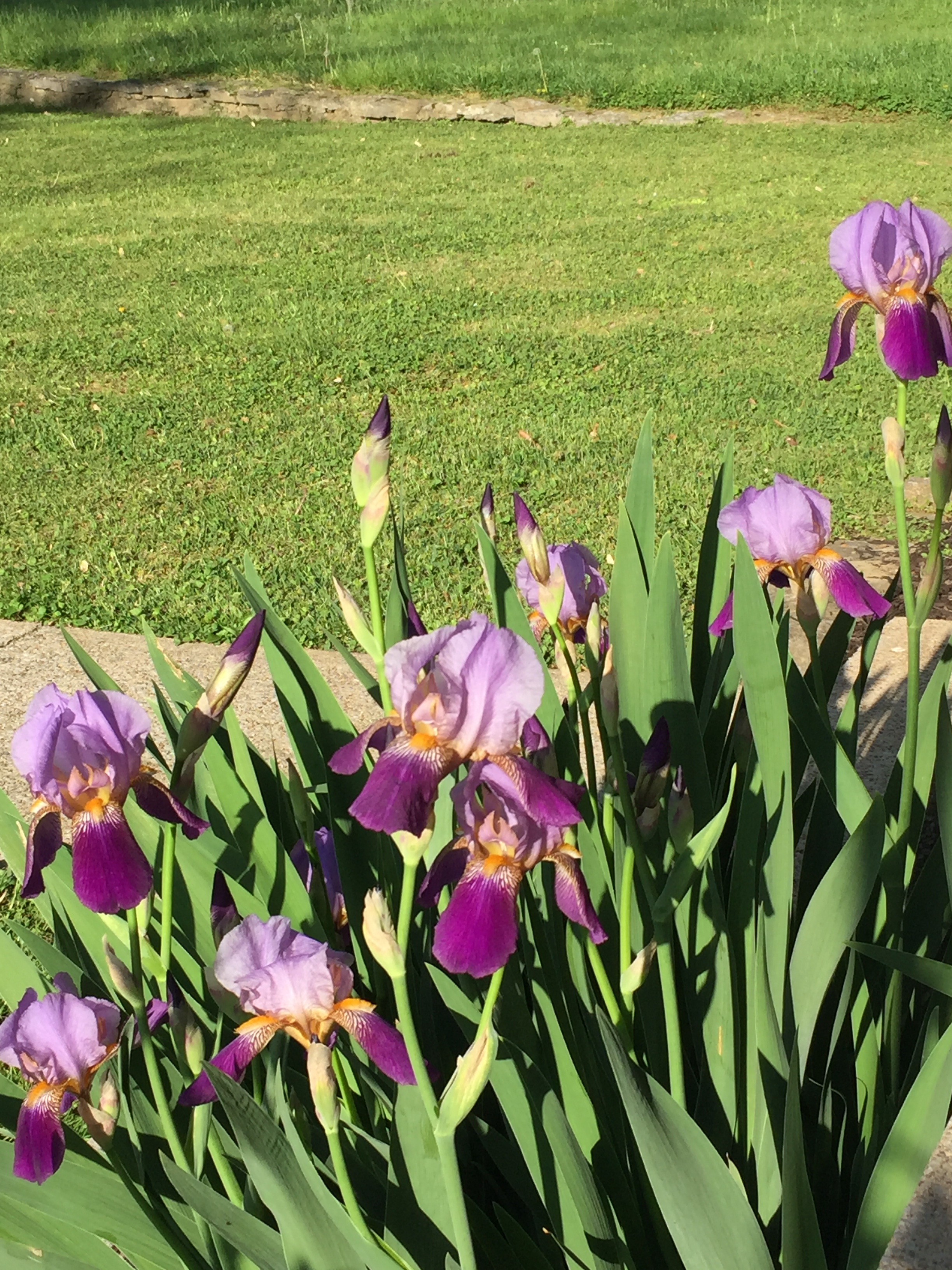 When It’s Iris Time in Tennessee – Rachel F. Jean